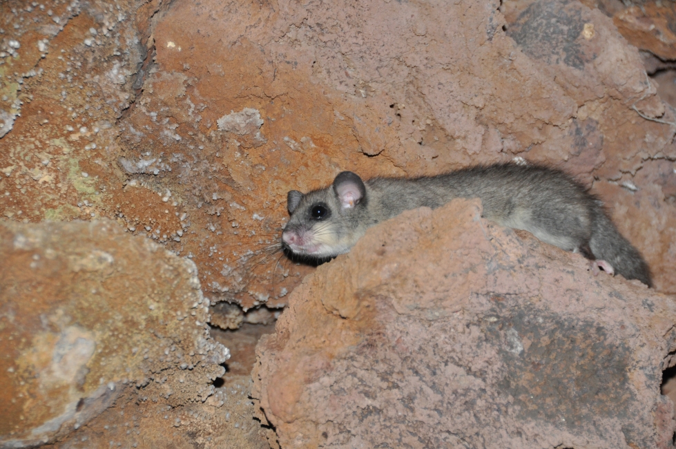 Bilche - Portal Gut Leidenhausen
