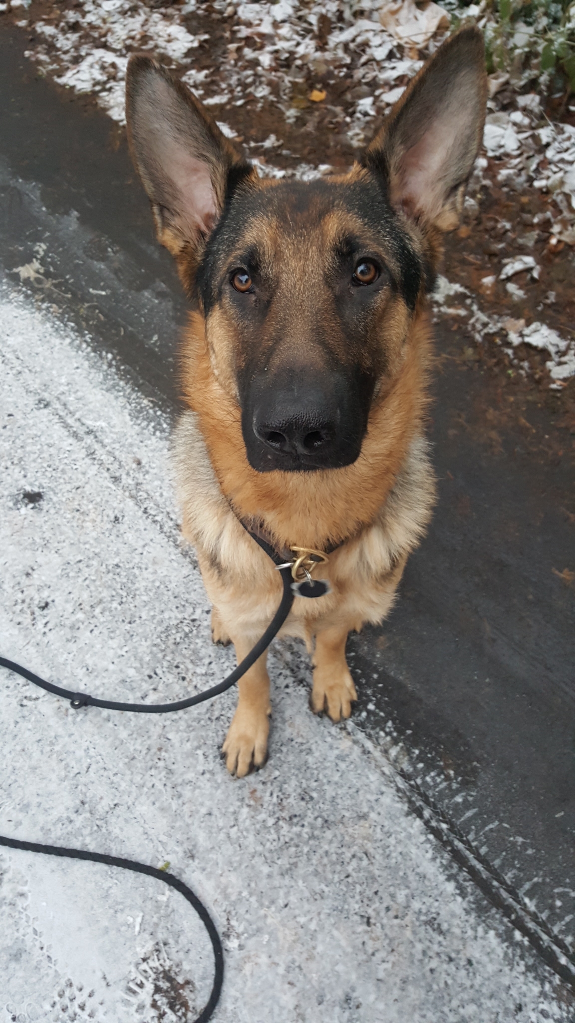 Prüfung: Sachkunde für große Hunde (40/20 - Hunde) - Portal Gut ...